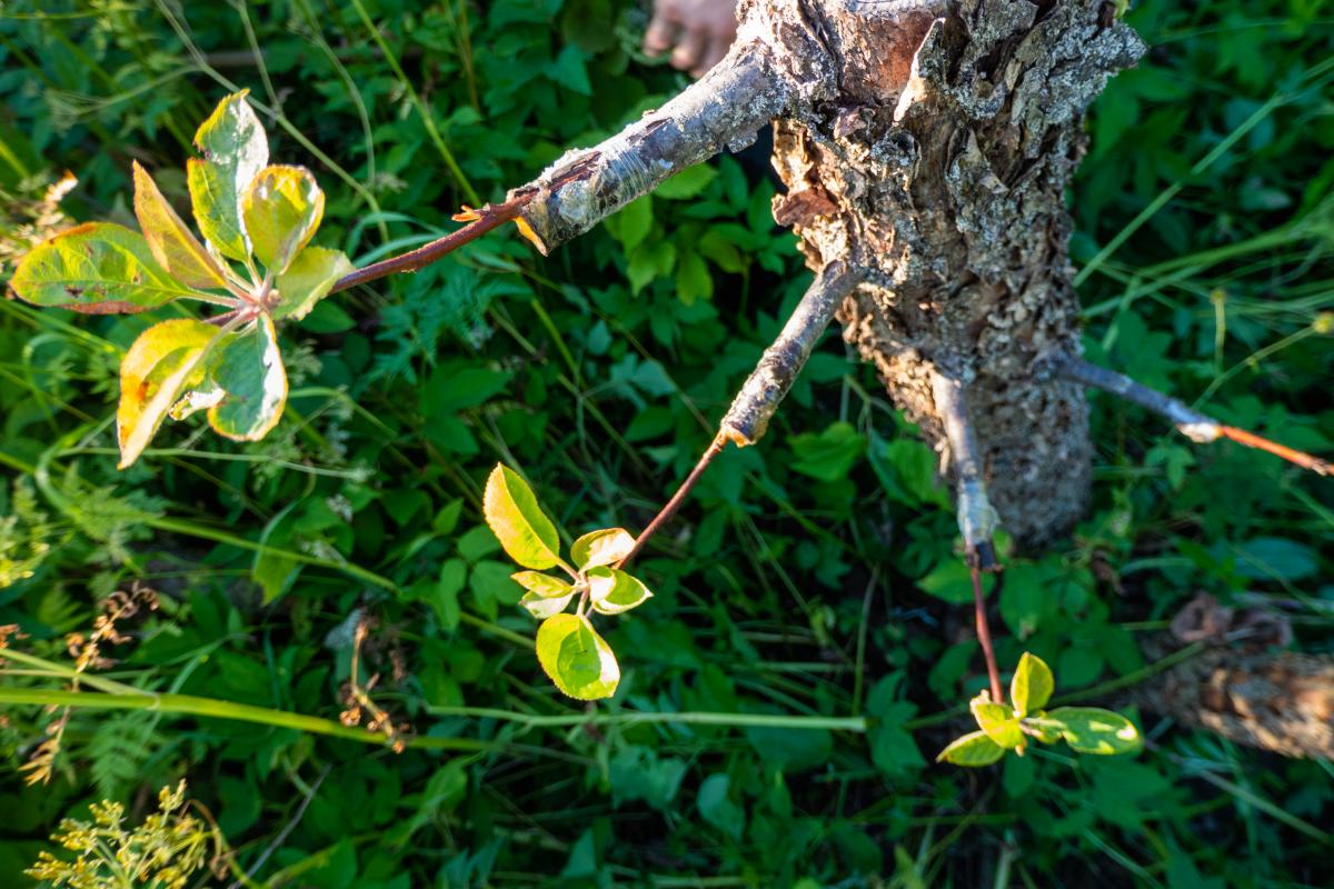 ARTOLIO presents: An introduction to grafting in the olive groves | ENI ...