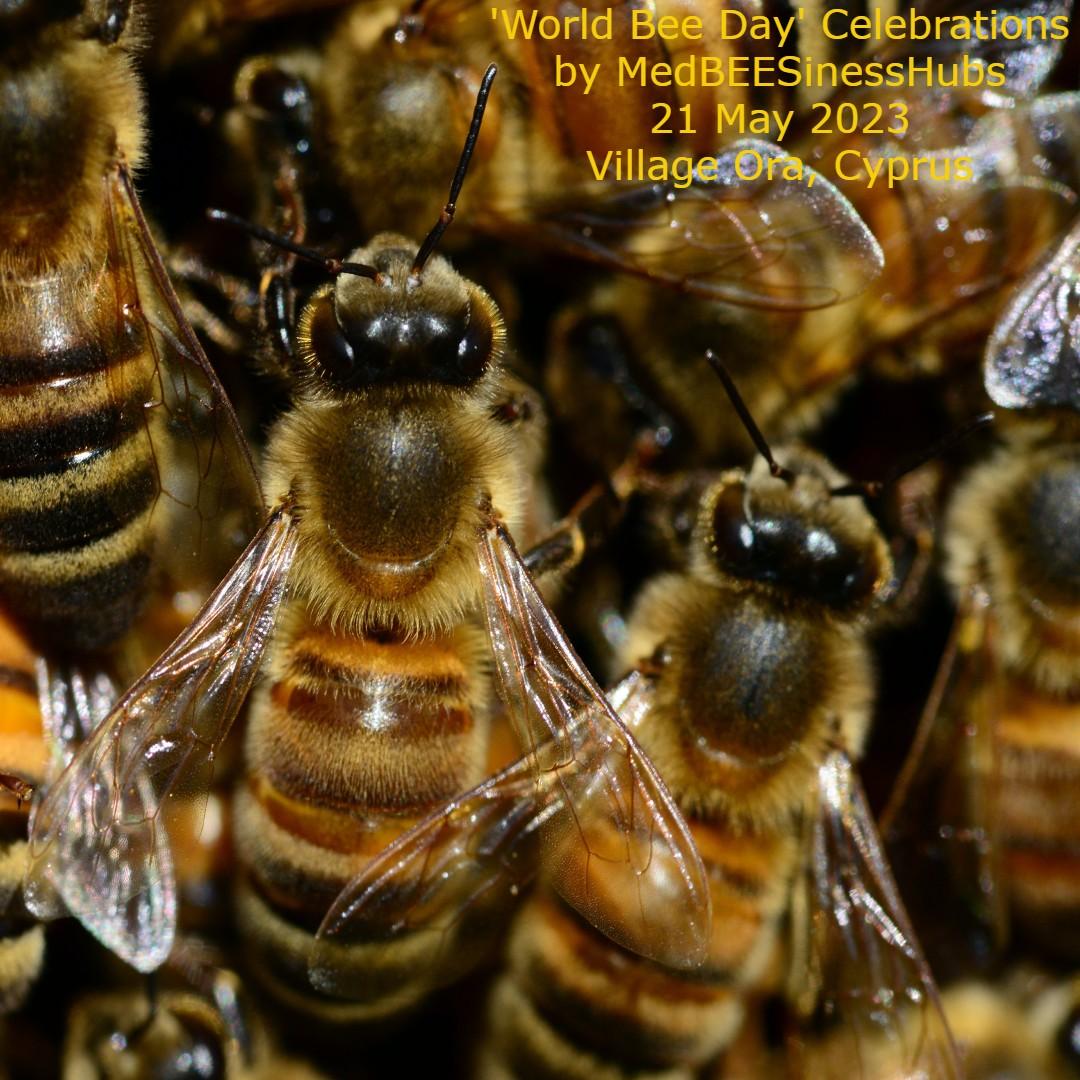 'Bees make the world go round', MedBEESinessHubs celebrates World Bee ...